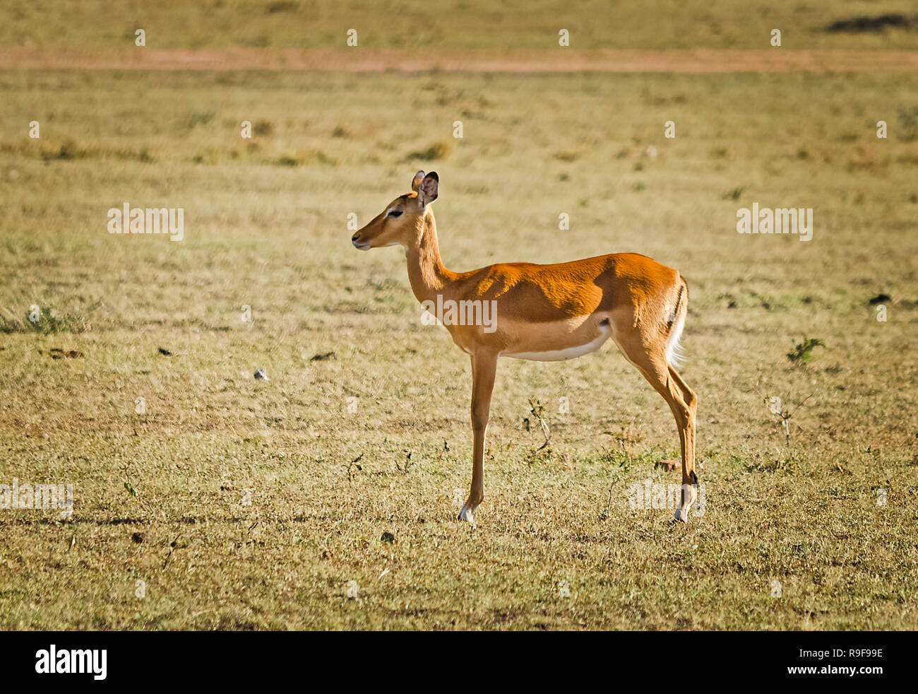 Antelope on the African savannah. Natural environment antelope habitat ...