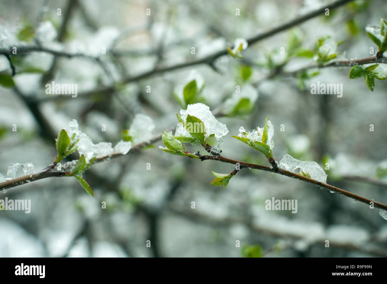 Frozen spring first growing leaves, floral vintage winter background ...