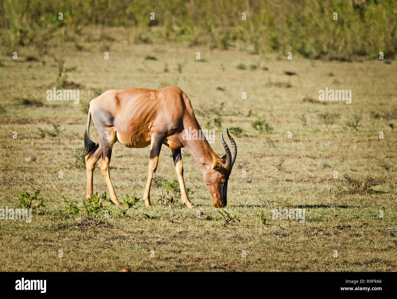 Antelope on the African savannah. Natural environment antelope habitat ...