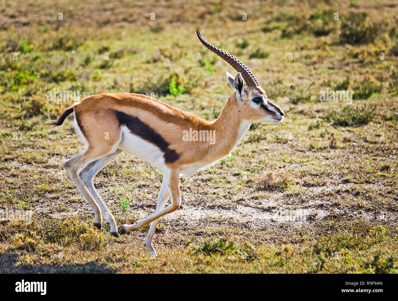 Antelope on the African savannah. Natural environment antelope habitat ...