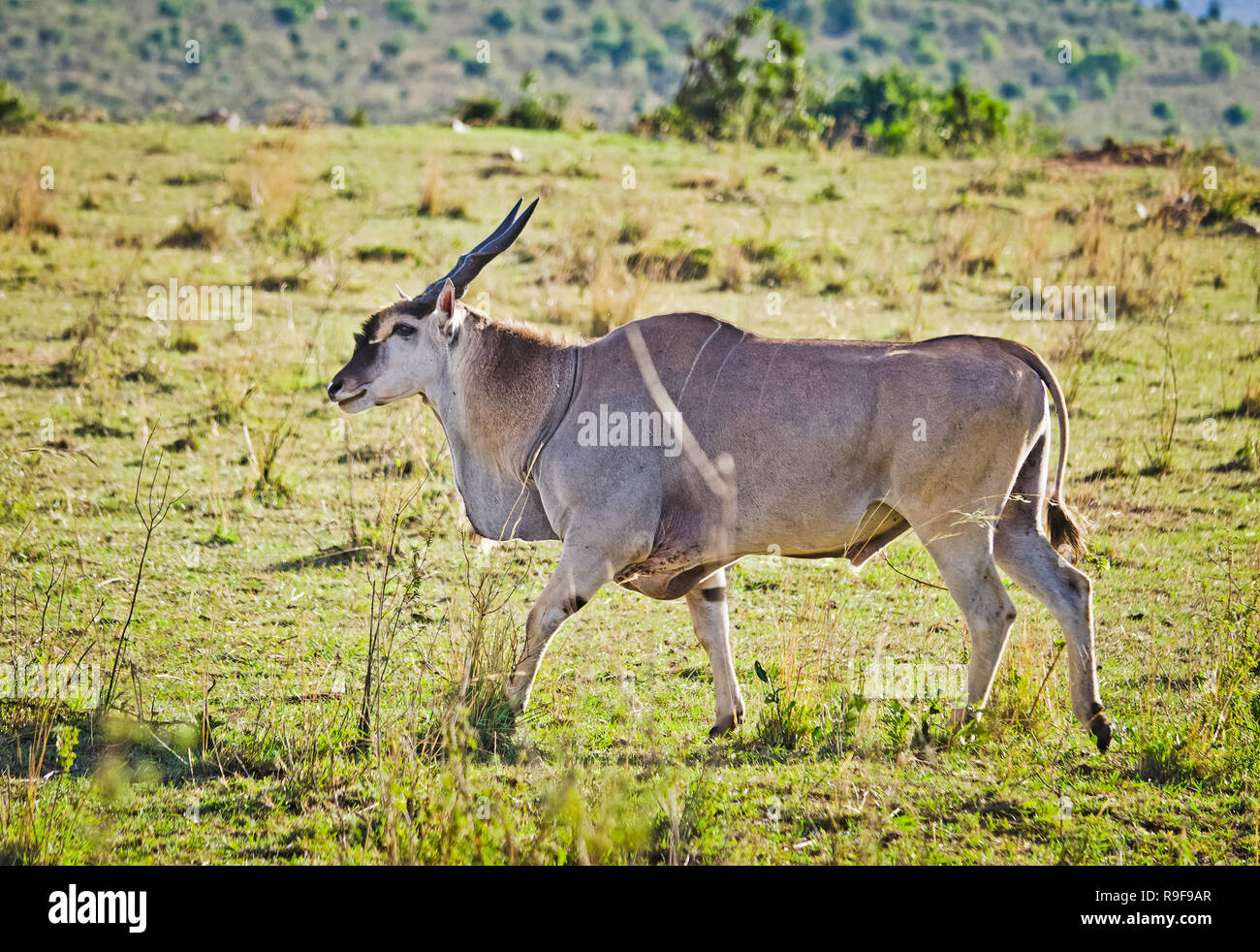 Antelope on the African savannah. Natural environment antelope habitat ...