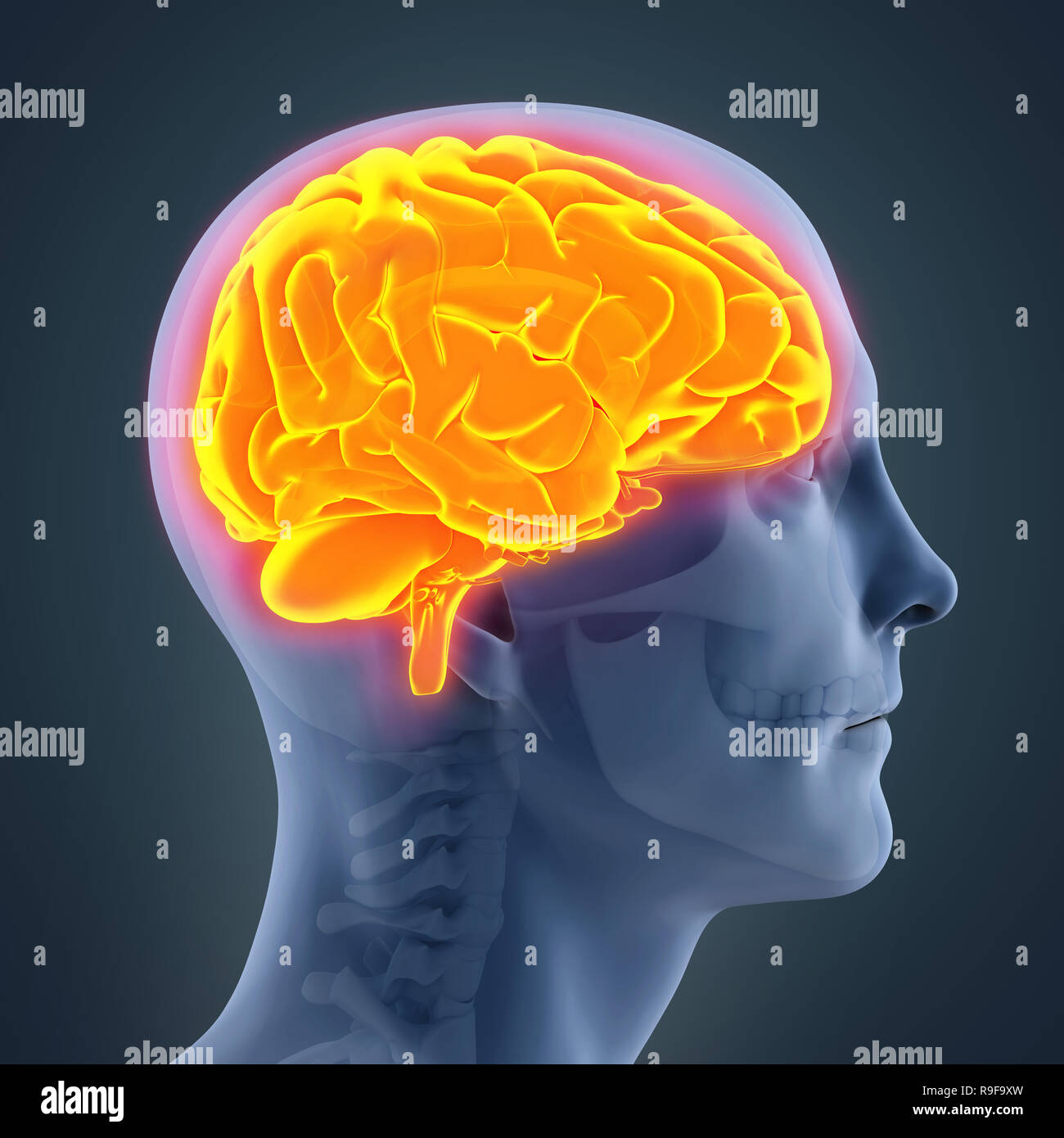 3d medical illustration brain side hi-res stock photography and images ...