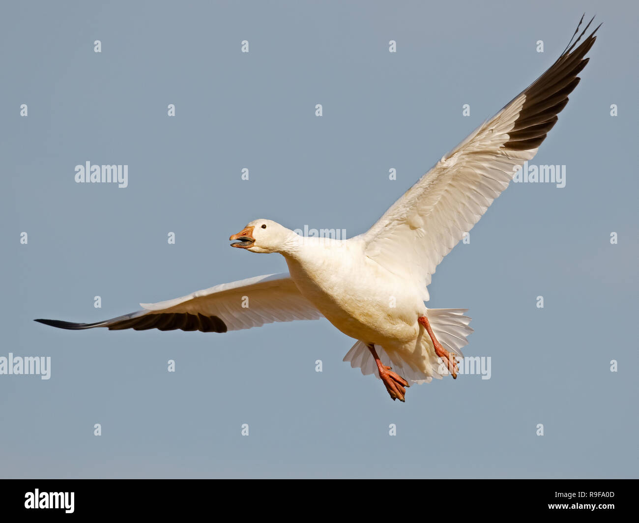 Snow Goose in Flight Stock Photo - Alamy