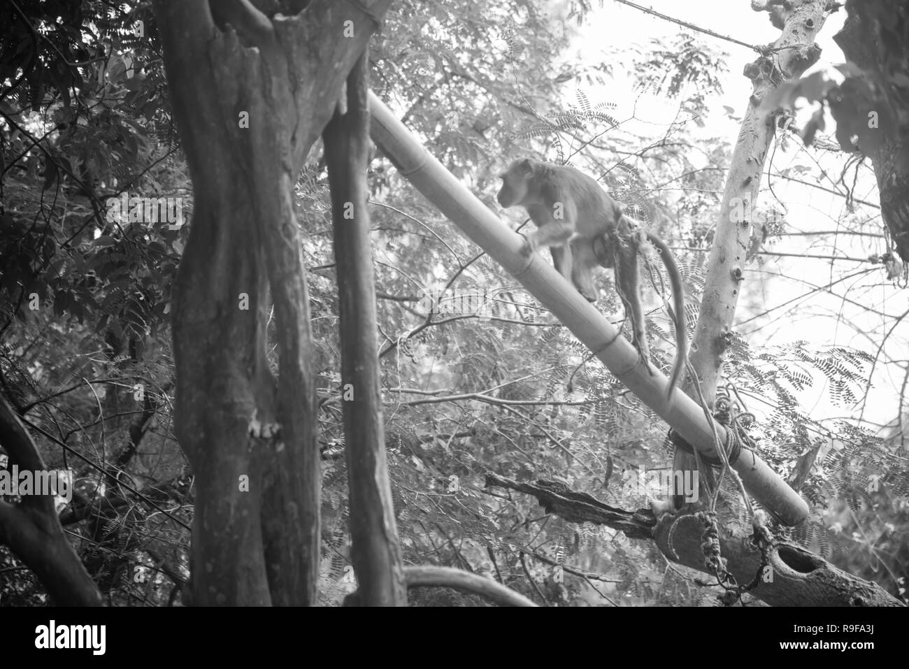 Moneky in Manila, Philippines. Philippines is a country located in the ...