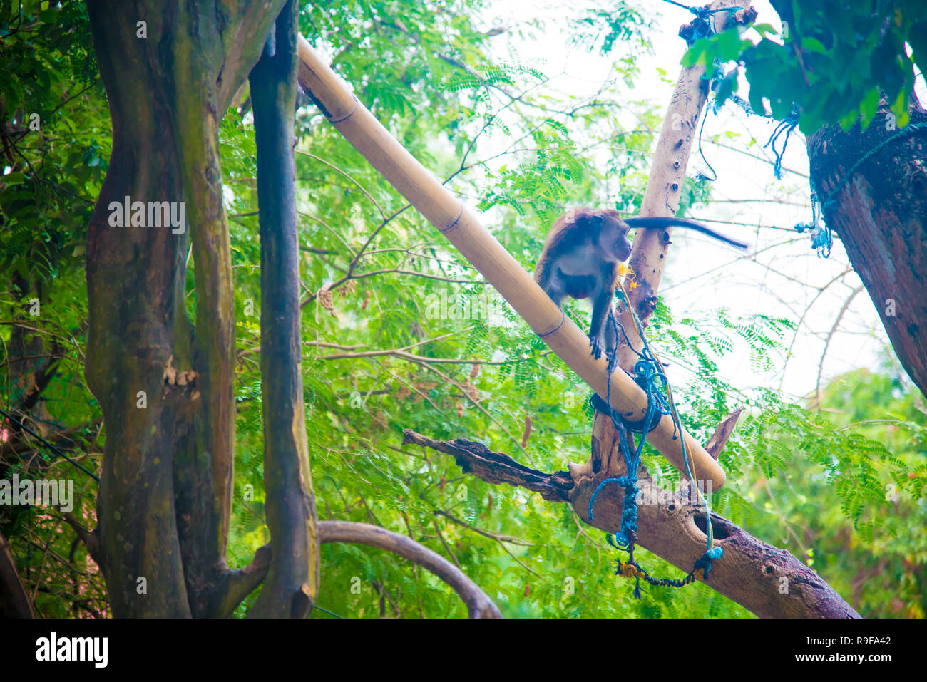 Moneky in Manila, Philippines. Philippines is a country located in the ...