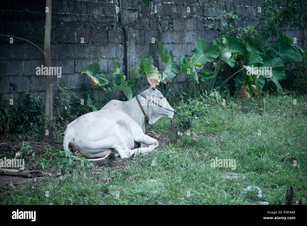 Cow in Manila, Philippines. Philippines is a country located in the ...