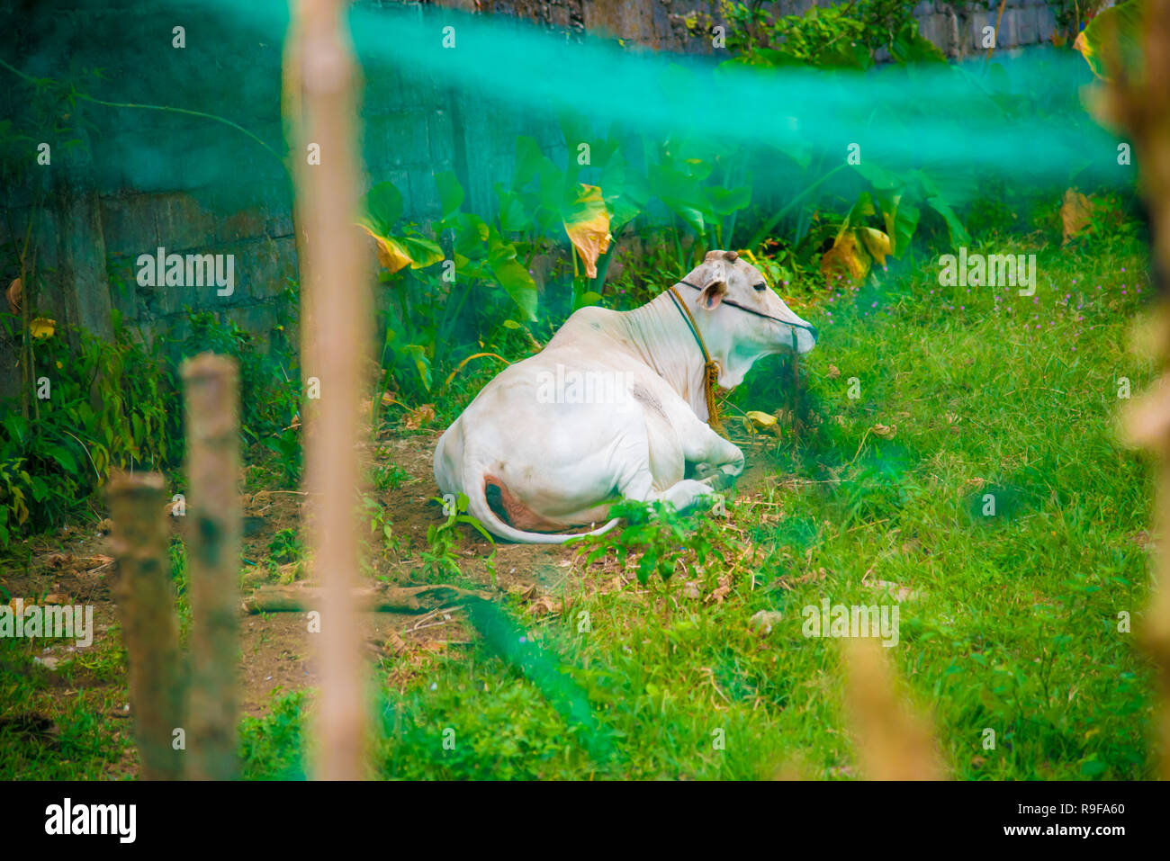 Cow in Manila, Philippines. Philippines is a country located in the ...