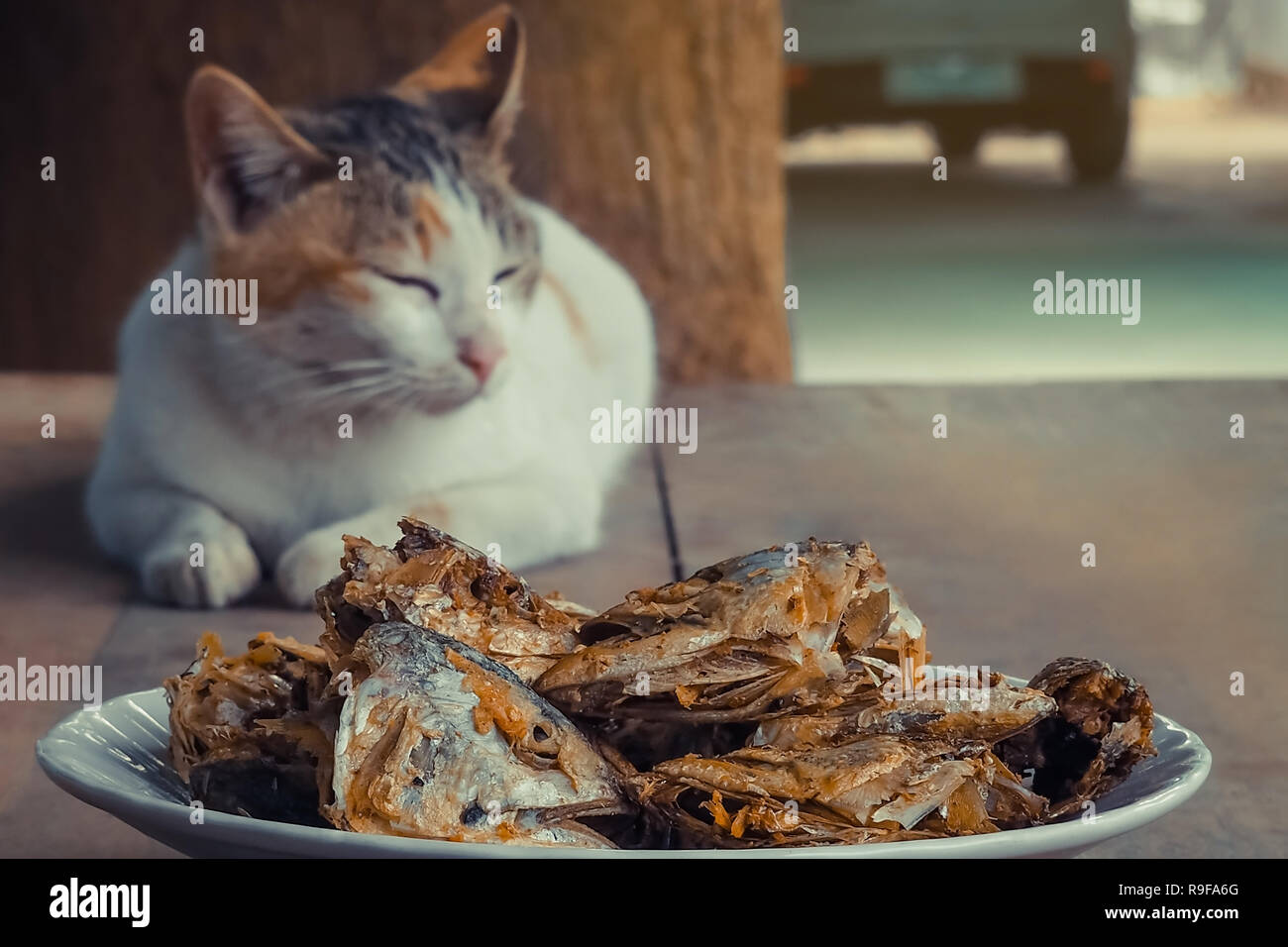 Sleeping cat watch deep Fried Fish Head. Selective focus on the fish ...
