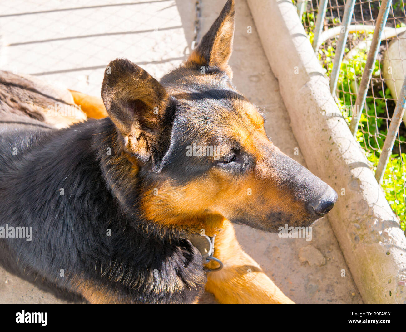 Dog lying on the ground in the yard looking into the distance Stock ...