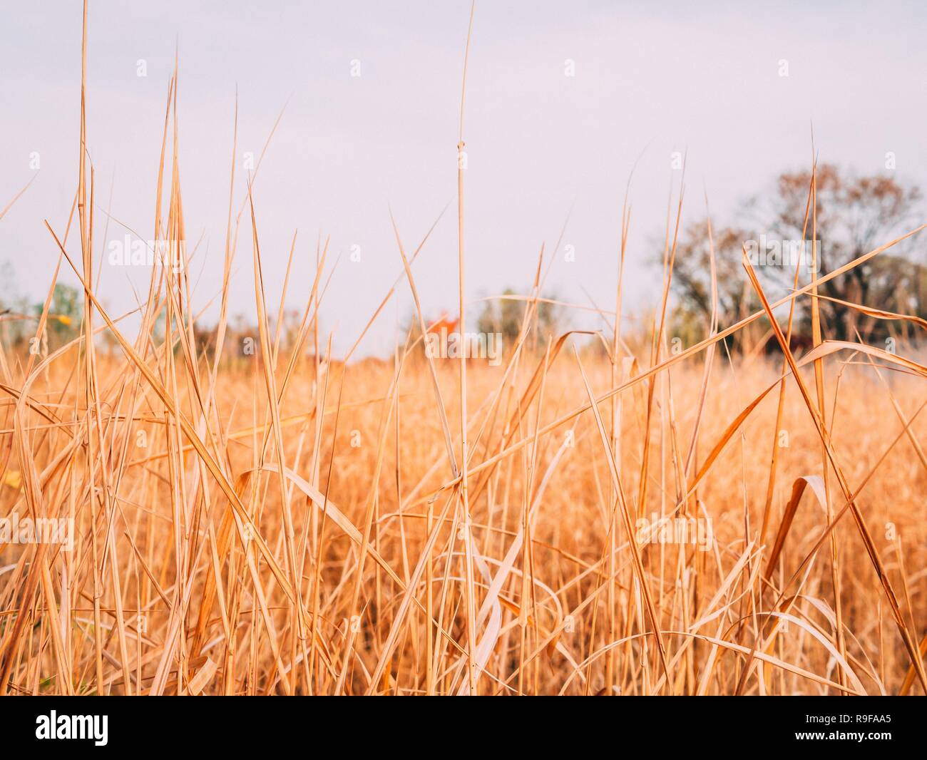 Wheat field on a background of red bushes Stock Photo - Alamy