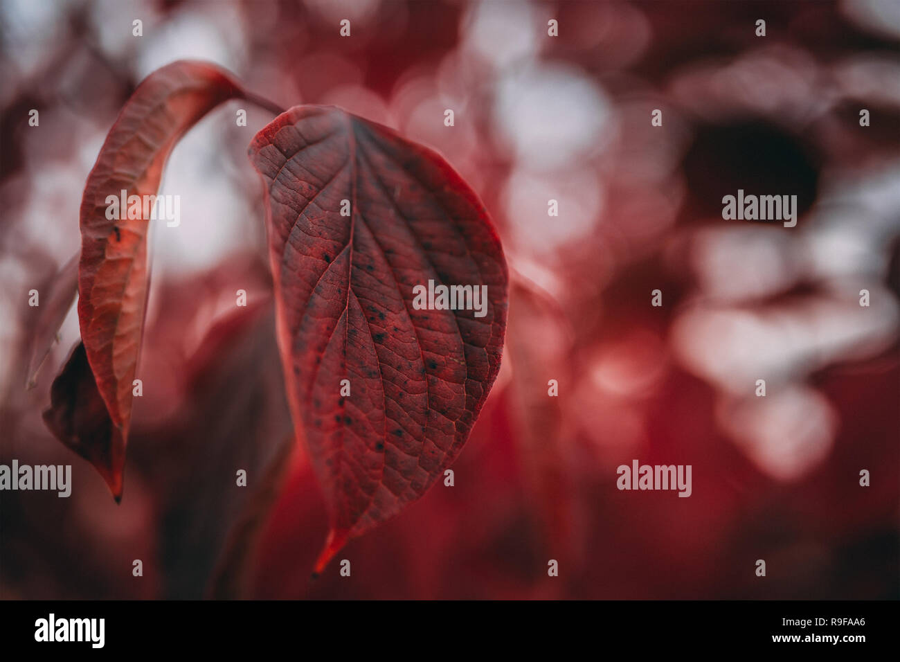 Phoro hi-res stock photography and images - Alamy