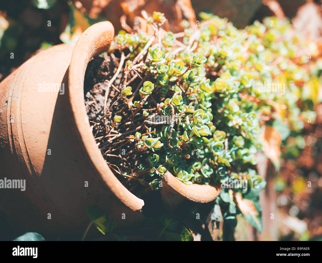 Broken Pot Plant High Resolution Stock Photography and Images - Alamy
