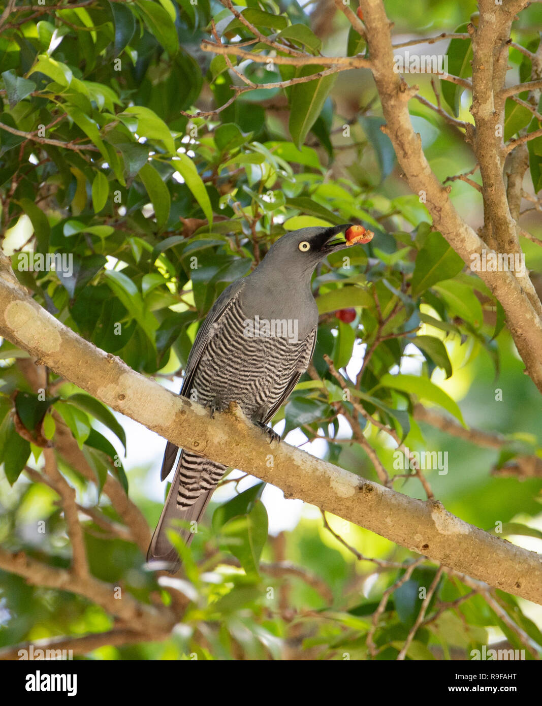 Australian Cuckoo Stock Photos & Australian Cuckoo Stock Images - Alamy