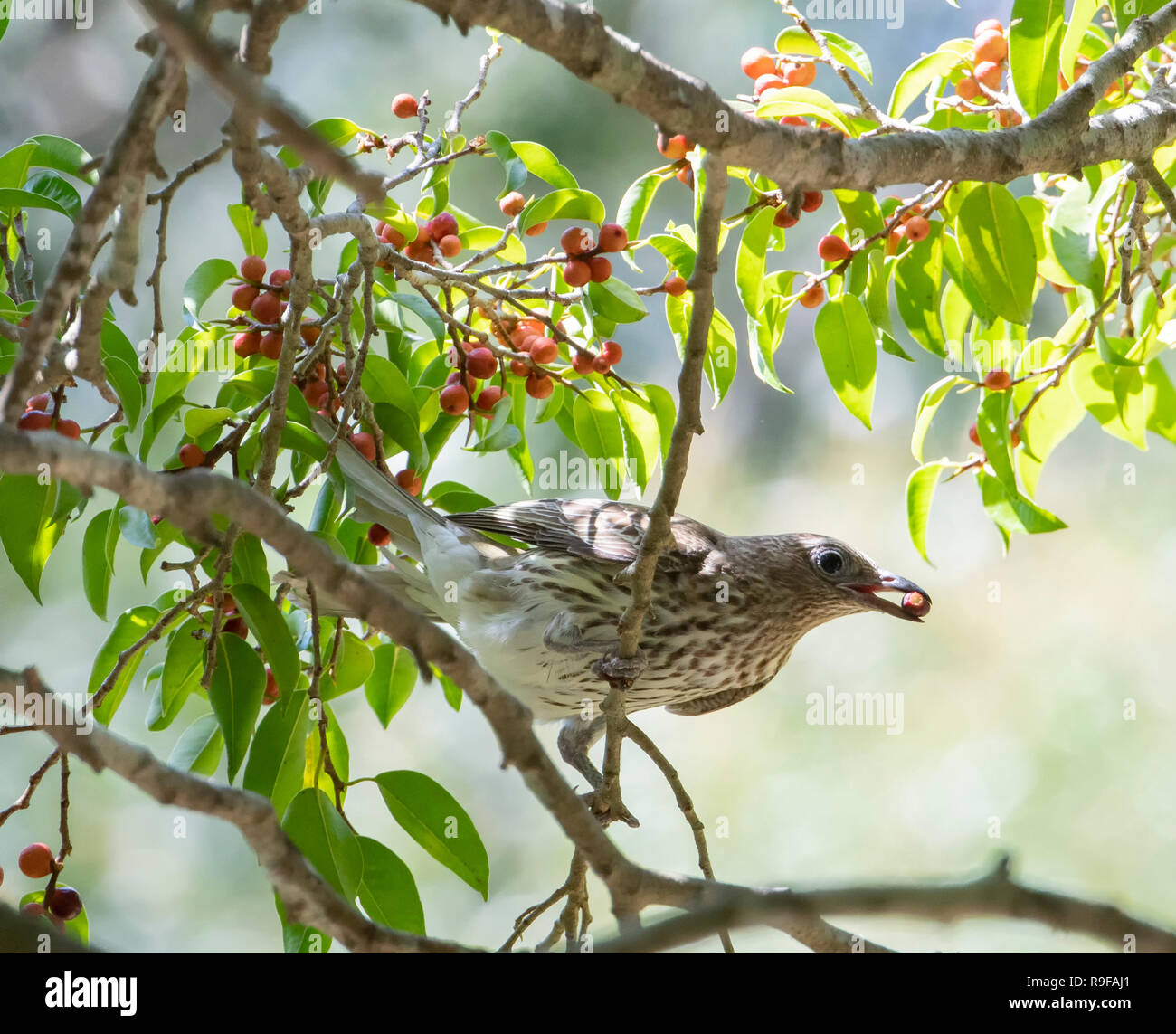 Male Yellow Figbird, Northern Race (Sphecotheres flaviventris) with ...