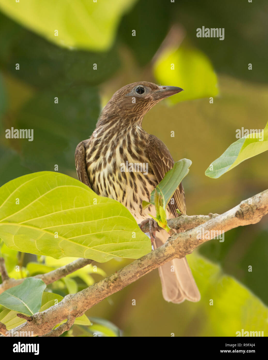 Female Yellow Figbird, Northern Race (Sphecotheres flaviventris ...