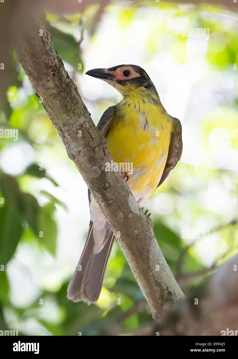 Immature male Yellow Figbird, Northern Race (Sphecotheres flaviventris ...