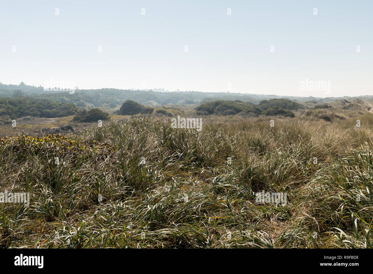 Views of a green area in the natural environment of the Oregon Dunes ...