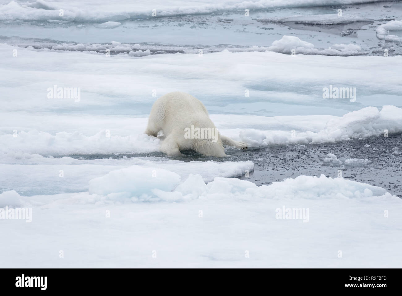 Wild polar bear puting his head in water on pack ice in Arctic sea ...