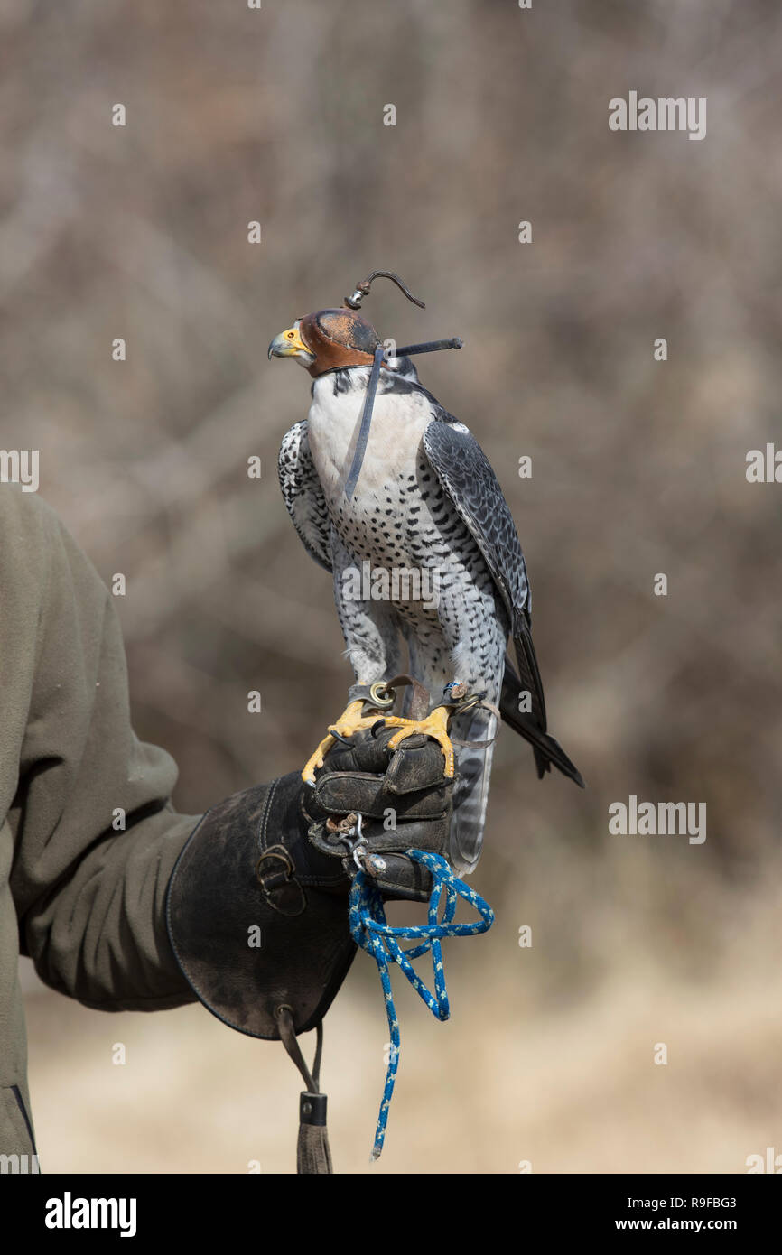 Falconer hi-res stock photography and images - Alamy