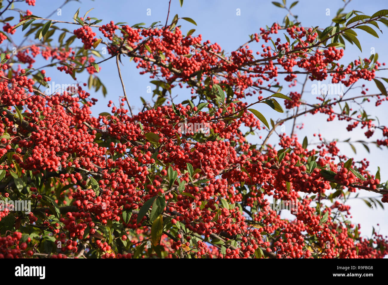 Red Berries (Pyracantha) Common name firethorn Stock Photo - Alamy