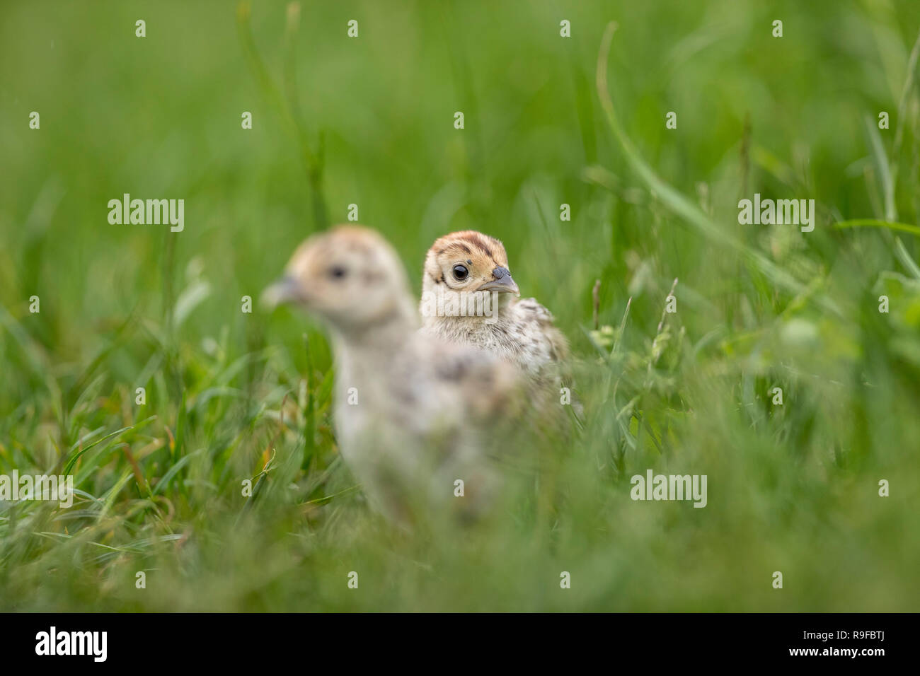 Pheasant chicks hi-res stock photography and images - Alamy