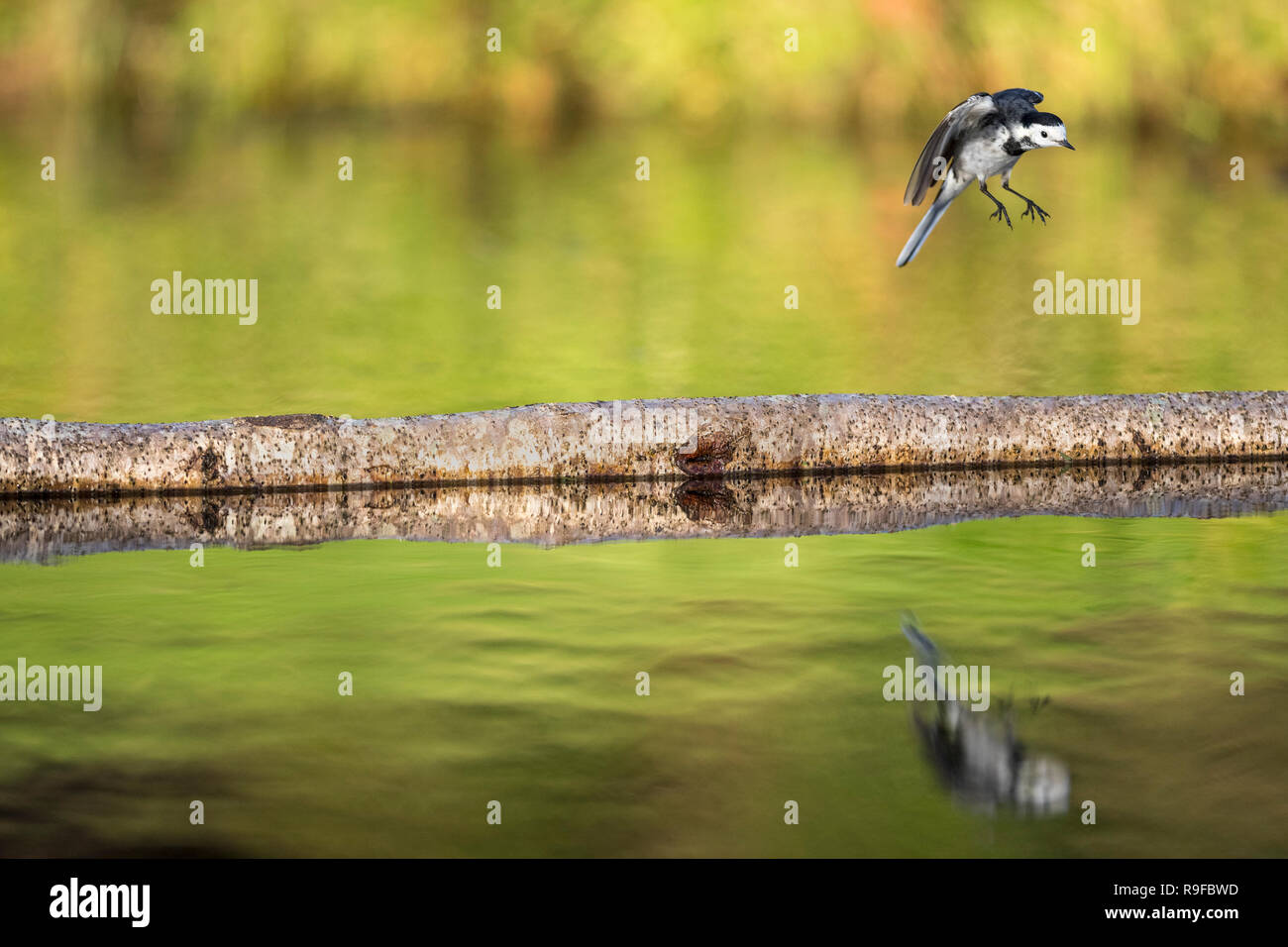 Pied wagtail in flight hi-res stock photography and images - Alamy