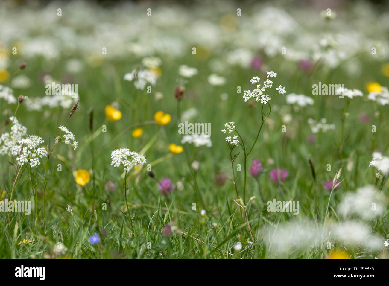 Pignut hi-res stock photography and images - Alamy