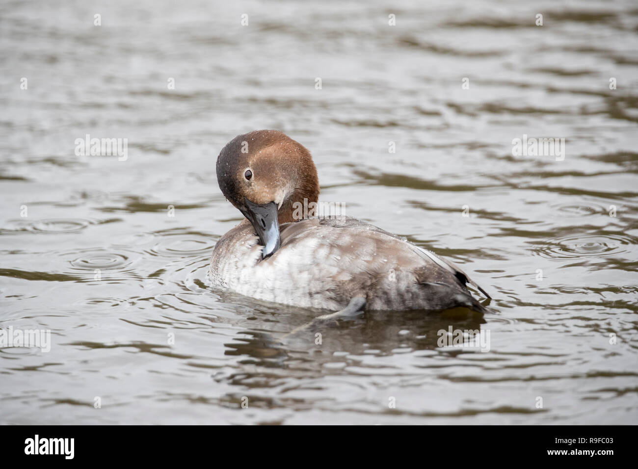 Female pochard duck bird hi-res stock photography and images - Alamy