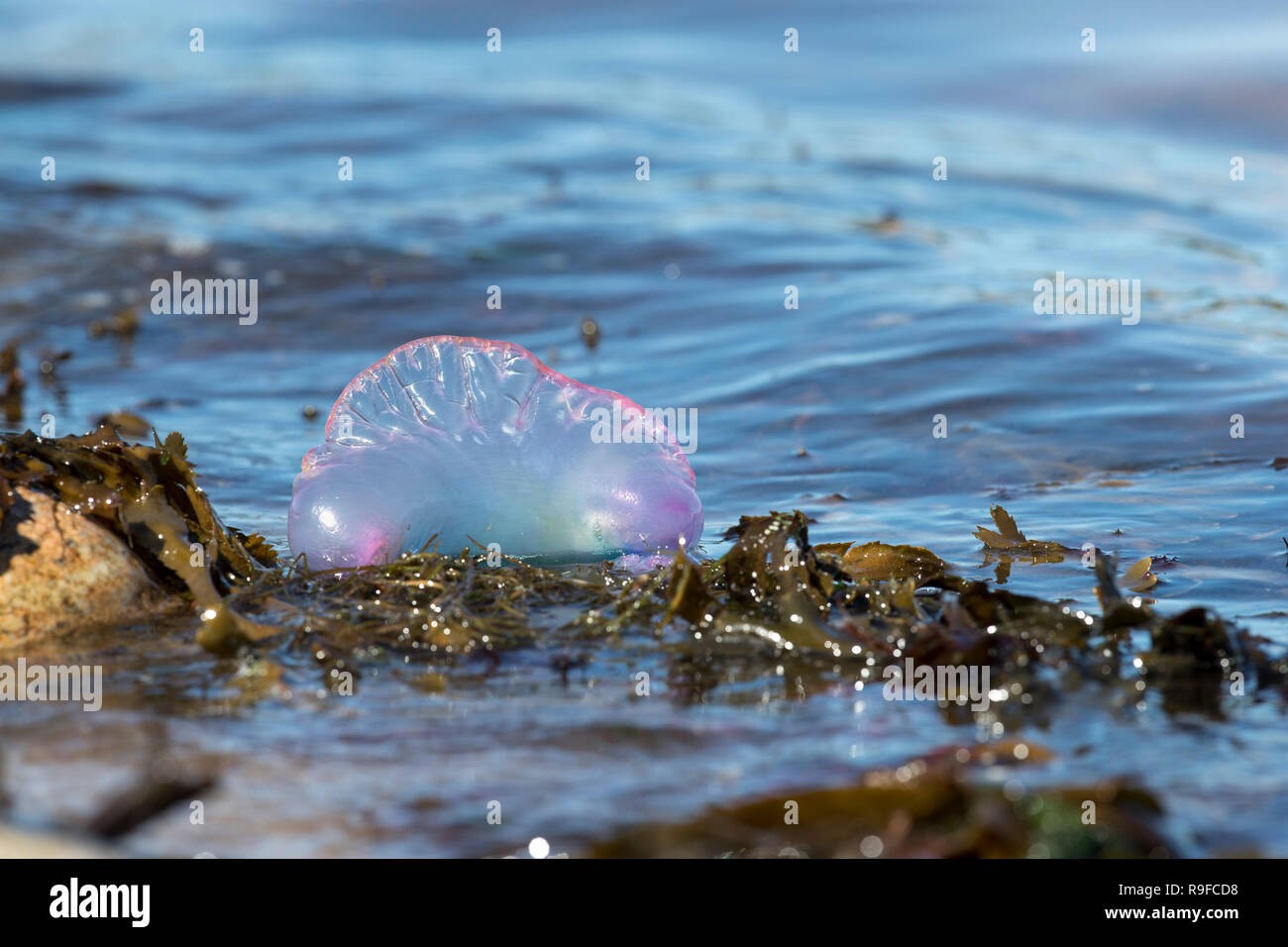 Physalia physalis hi-res stock photography and images - Alamy