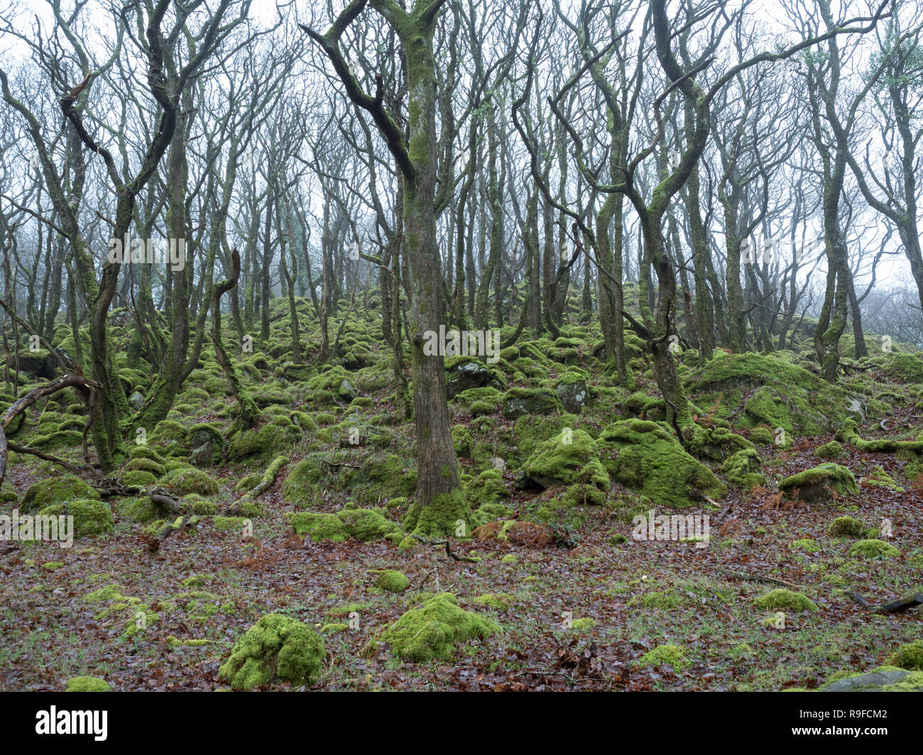 Ty Canol ancient woodland, Pembrokeshire, Wales Stock Photo - Alamy