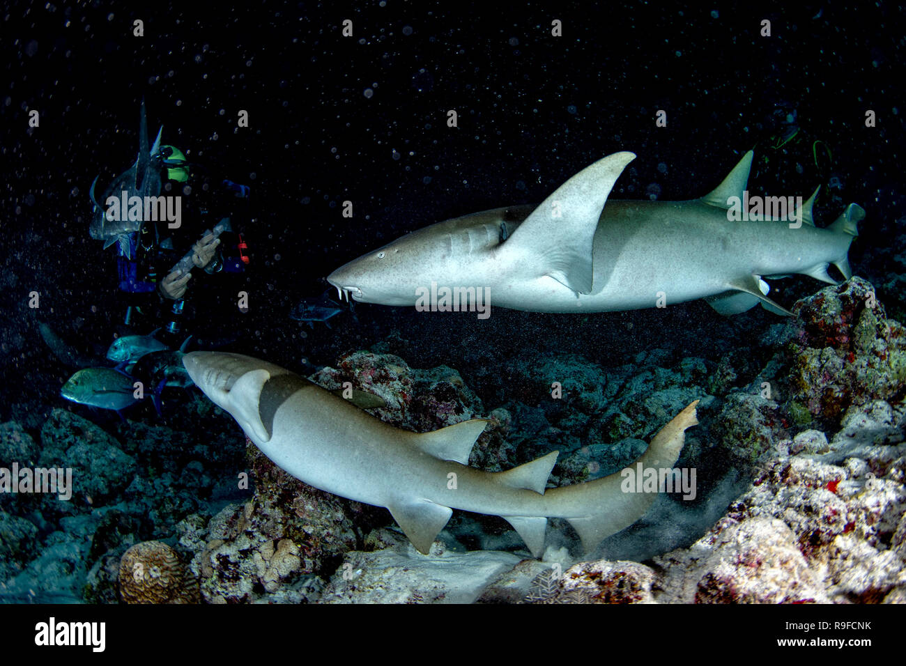 Nurse Shark and yellow pilot fish close up on black background while ...