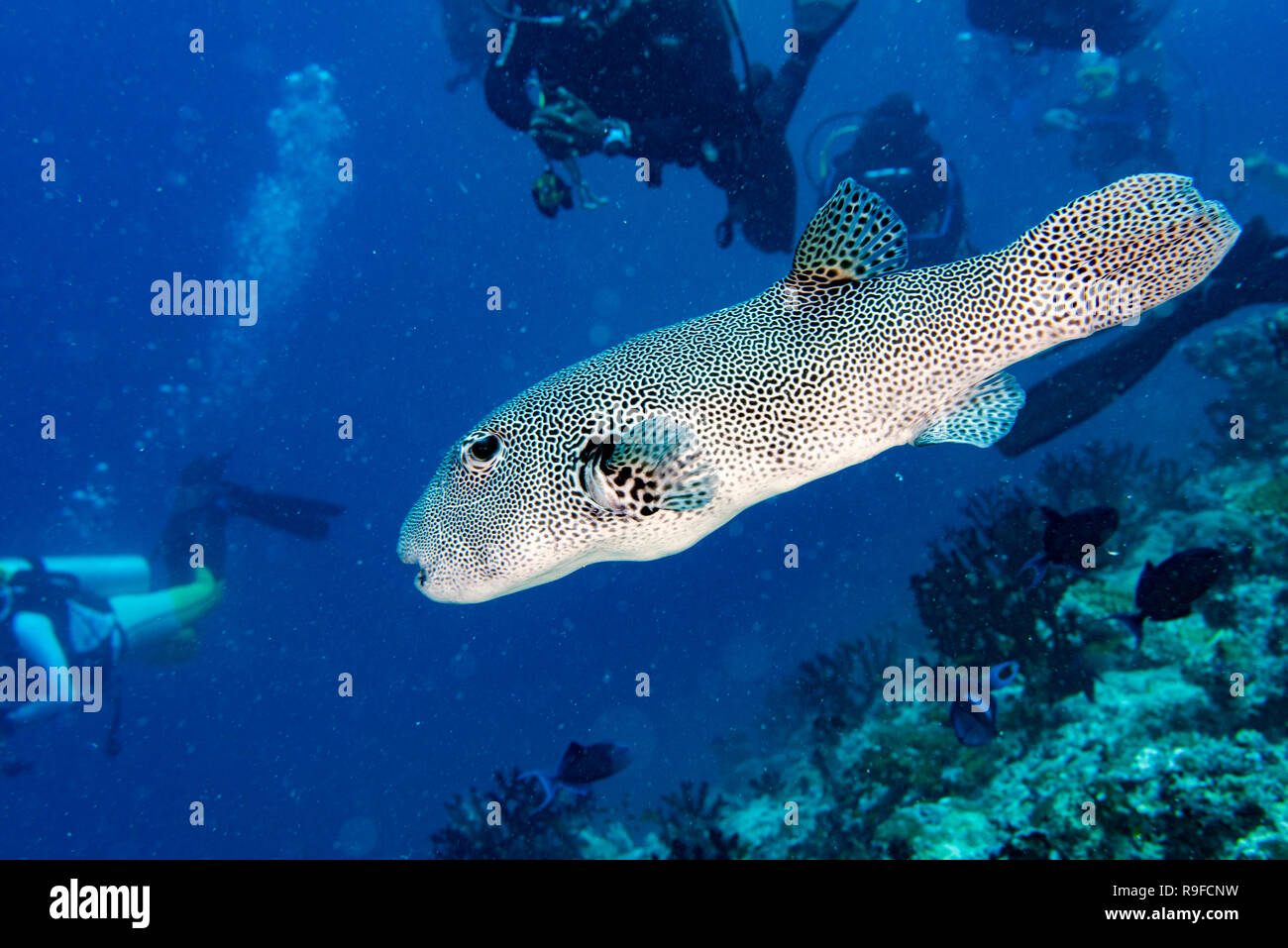 A box fish in the reef background in maldives Stock Photo - Alamy