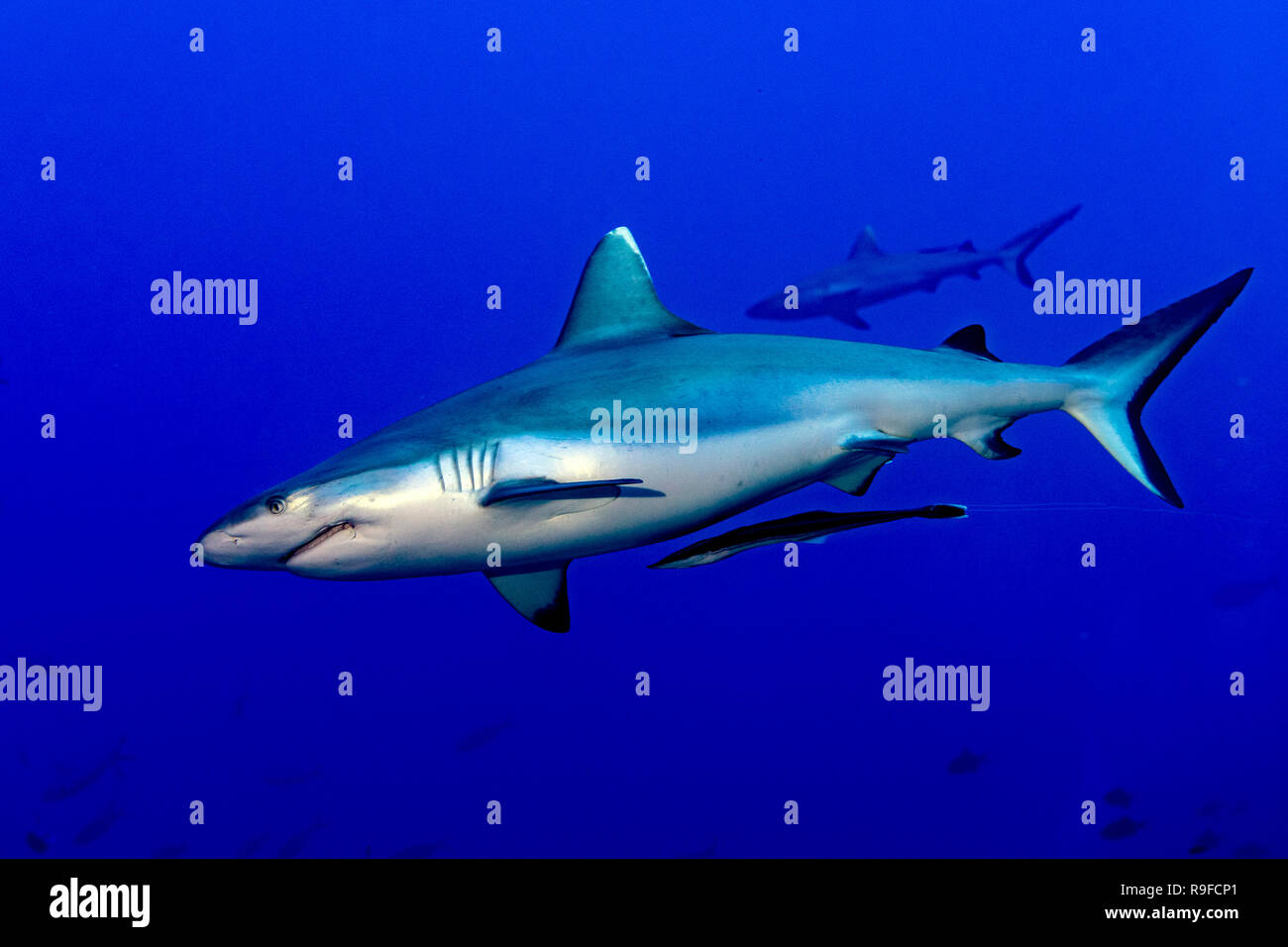 Shark Looking At You