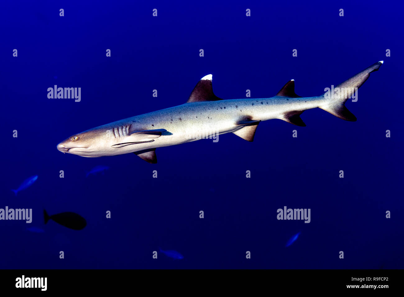 white tip reef shark jaws close up portrait while looking at you while ...