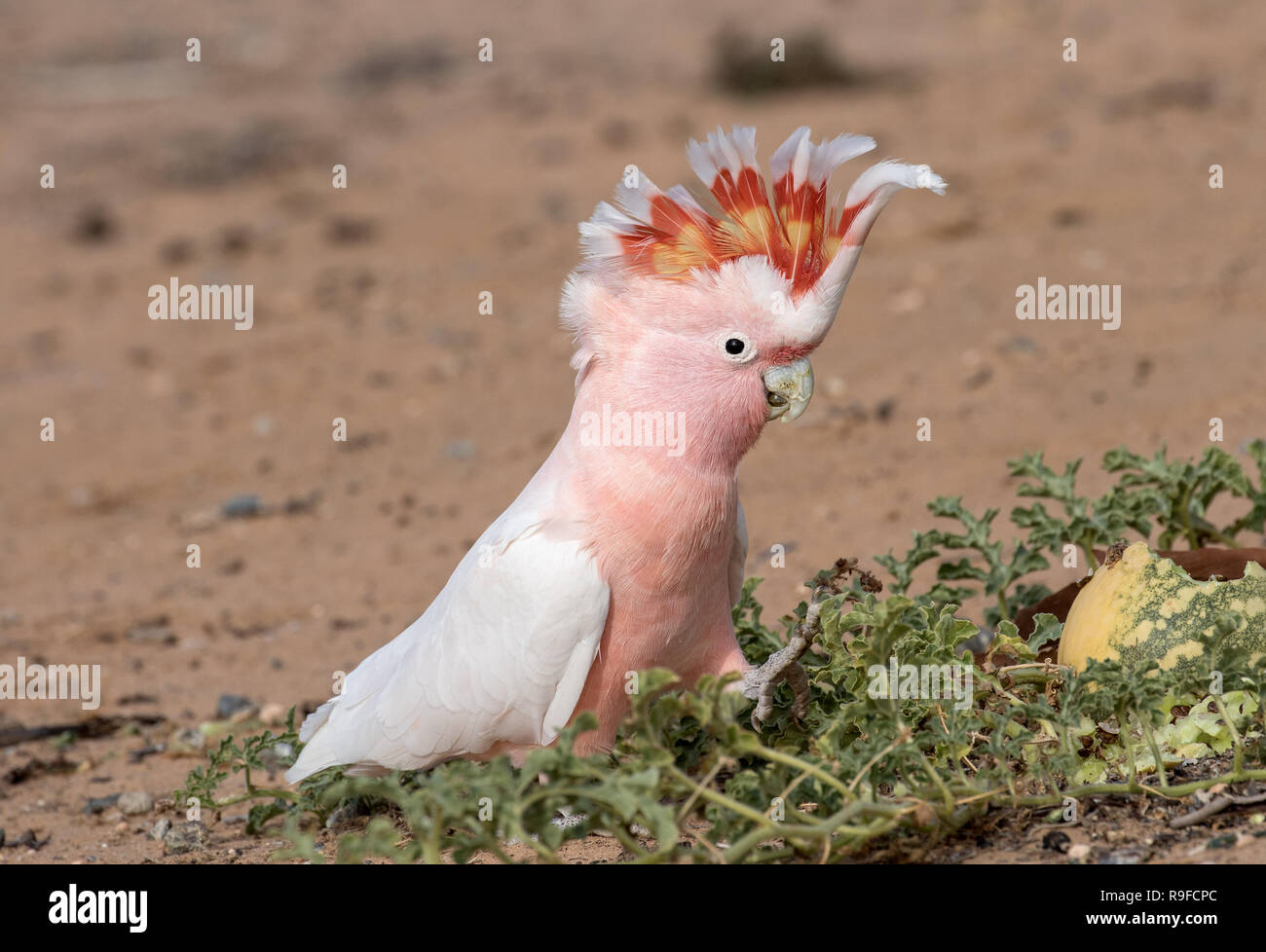 Pink cockatoo hi-res stock photography and images - Alamy