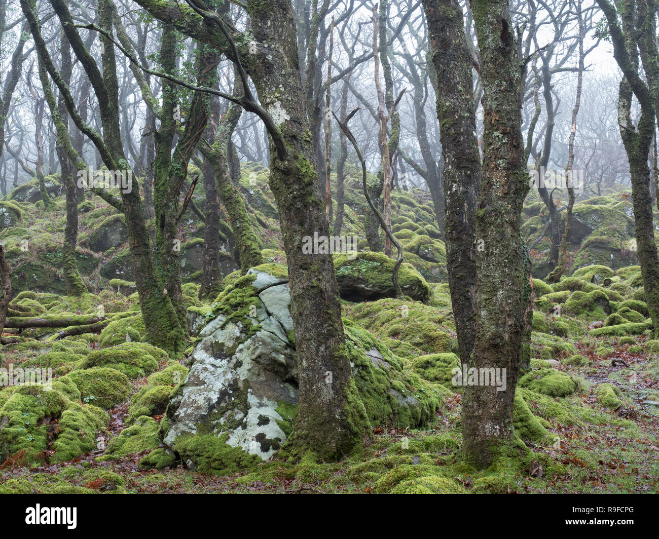 Ty Canol ancient woodland, Pembrokeshire, Wales Stock Photo - Alamy