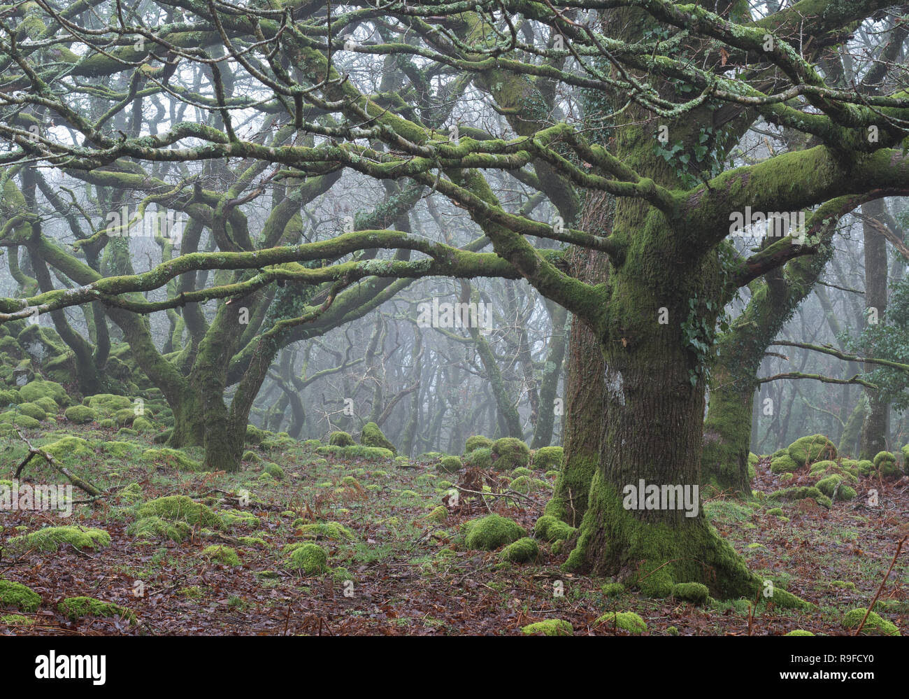 Ty Canol ancient woodland, Pembrokeshire, Wales Stock Photo - Alamy