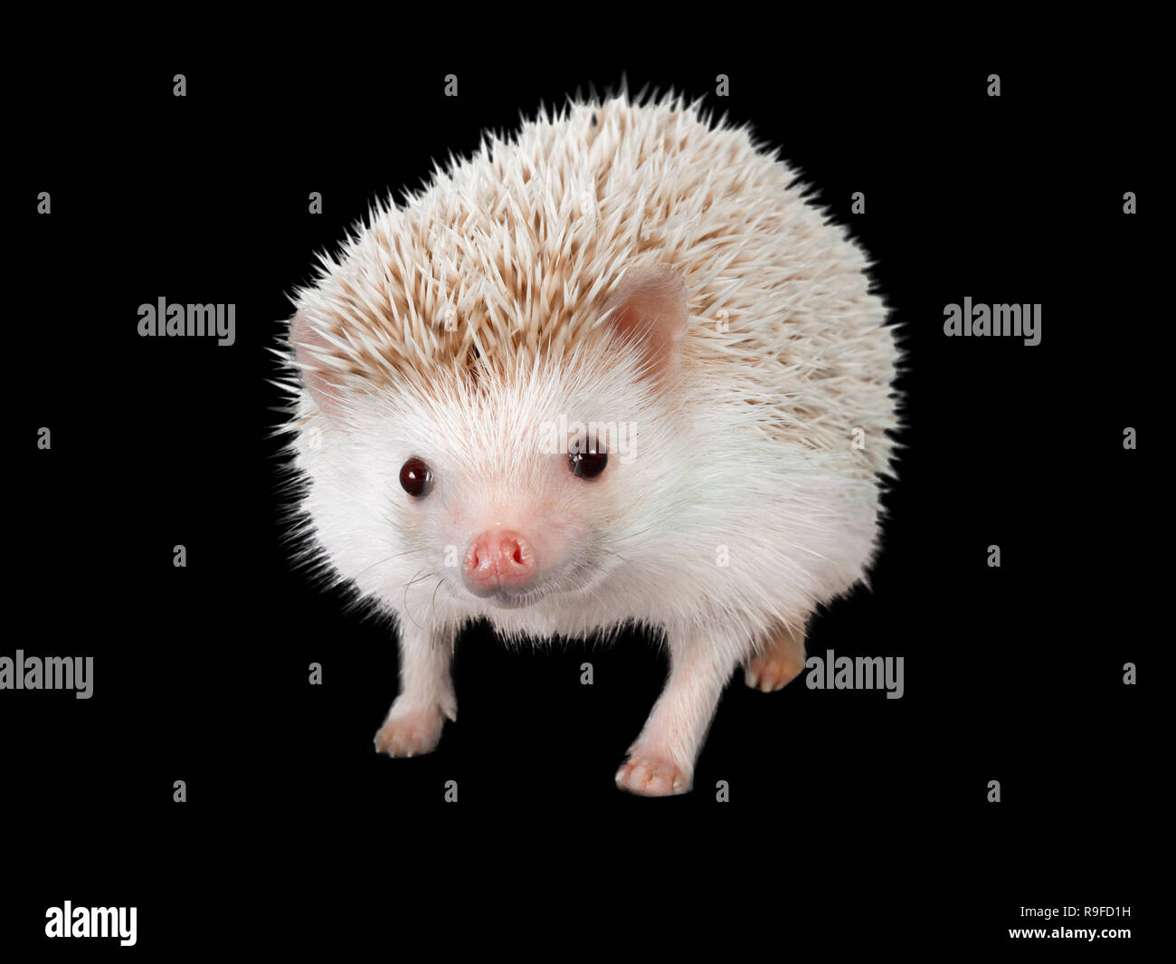 Beige african pygmy hedgehog isolated on black background Stock Photo ...