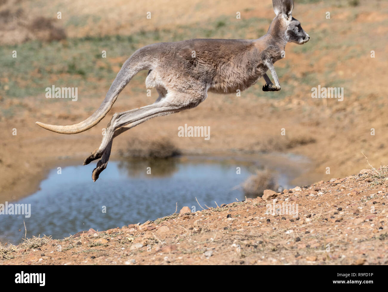 Red Kangaroo Hopping Stock Photo - Alamy