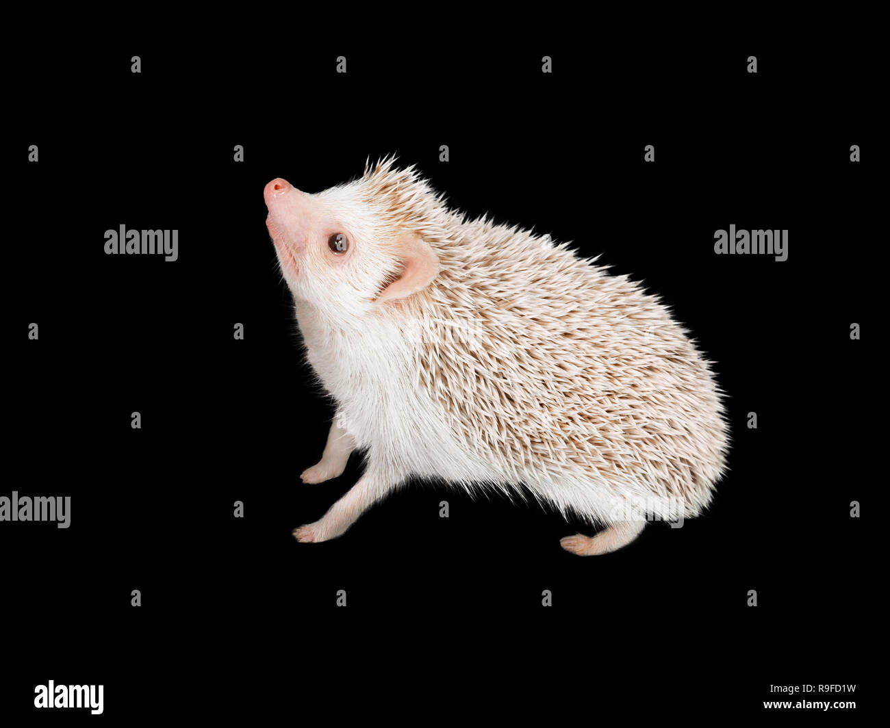 Beige african pygmy hedgehog isolated on black background Stock Photo ...