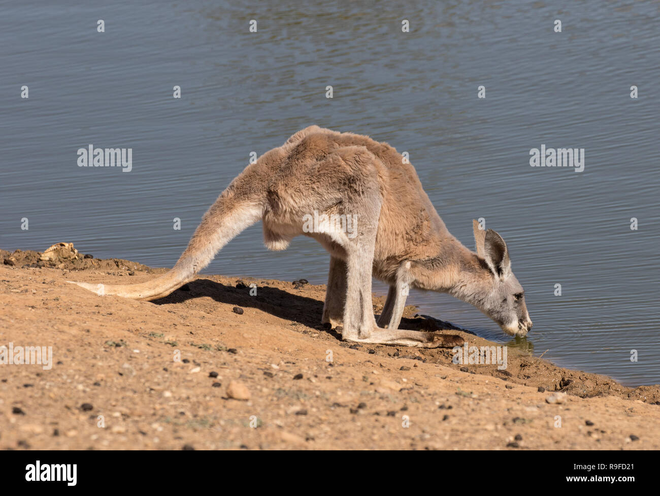 Red Kangaroo Drinking Stock Photo - Alamy