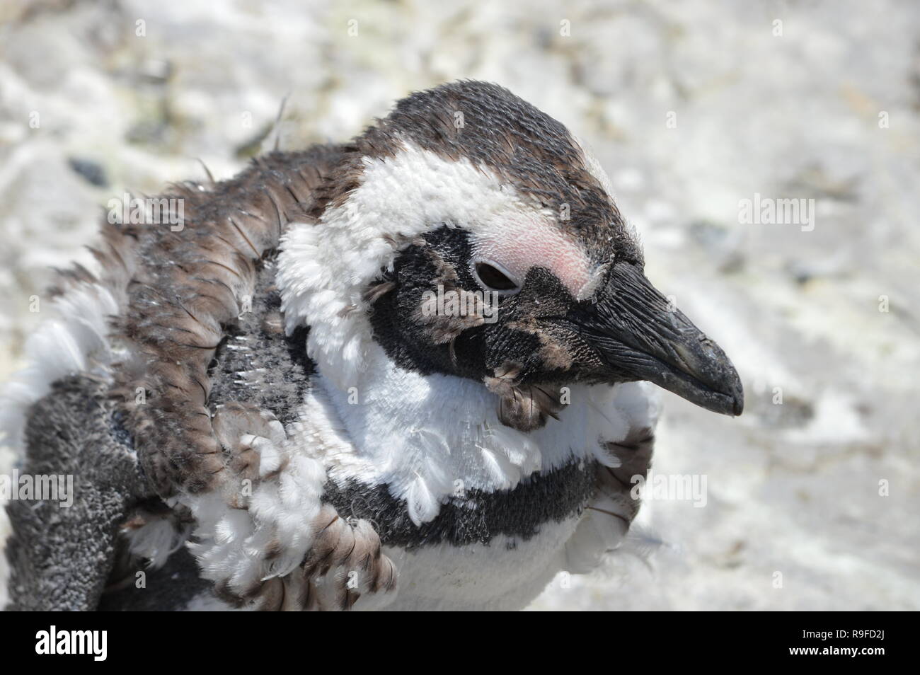 Penguin with feathers at beach in South Africa Stock Photo - Alamy