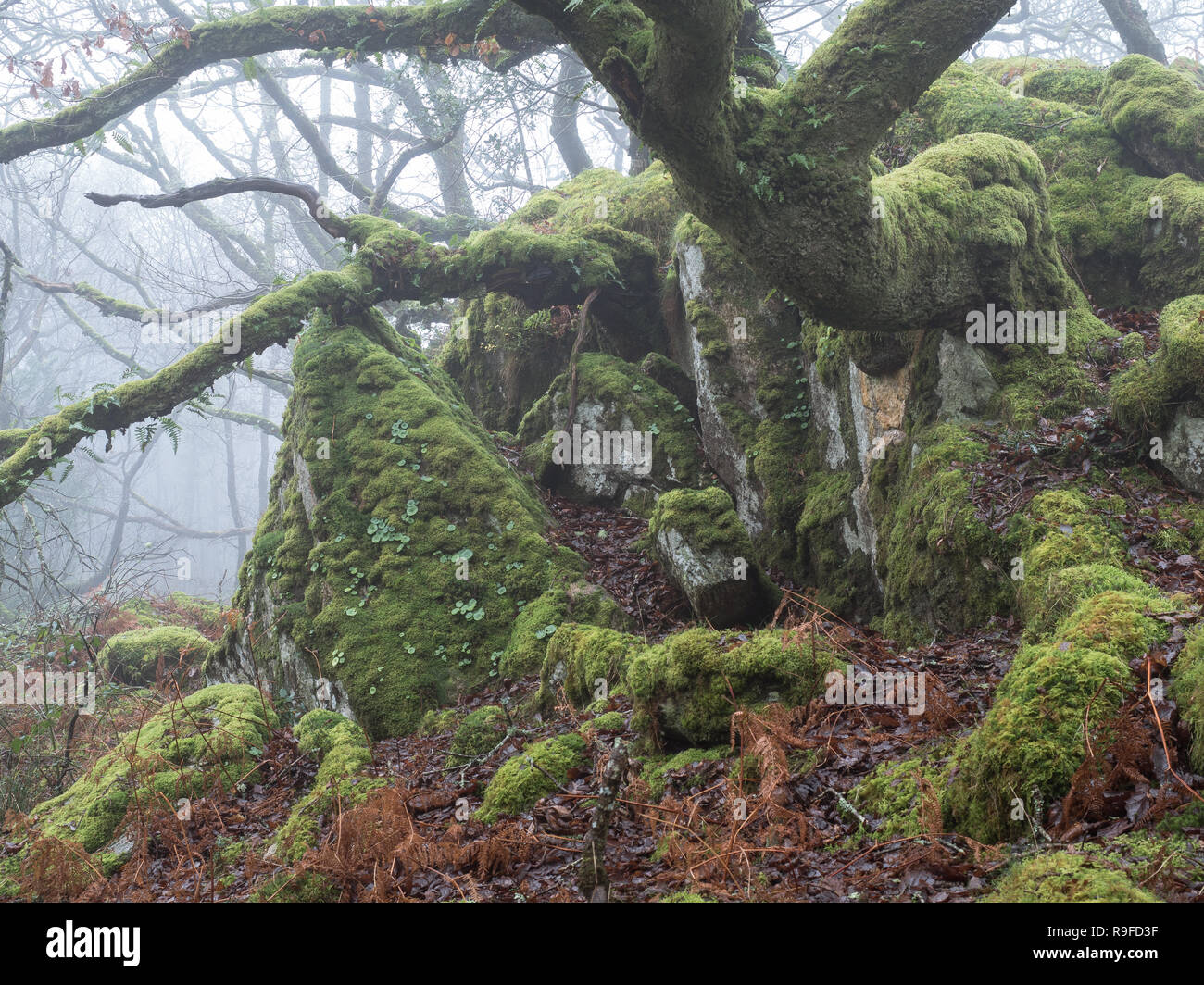 Ty Canol ancient woodland, Pembrokeshire, Wales Stock Photo - Alamy