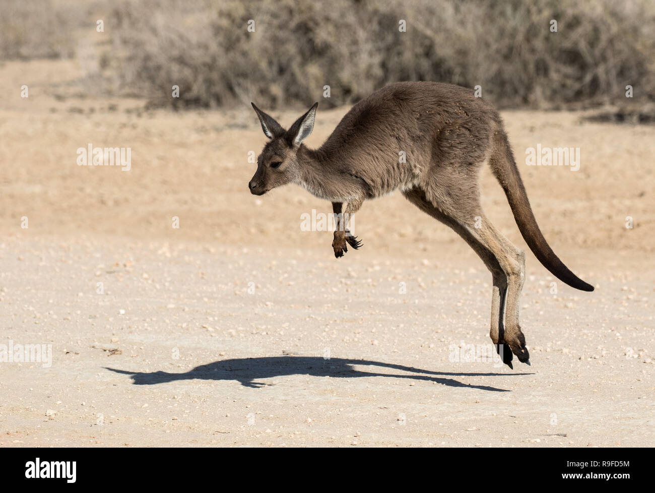 Western Grey Kangaroo Stock Photo - Alamy