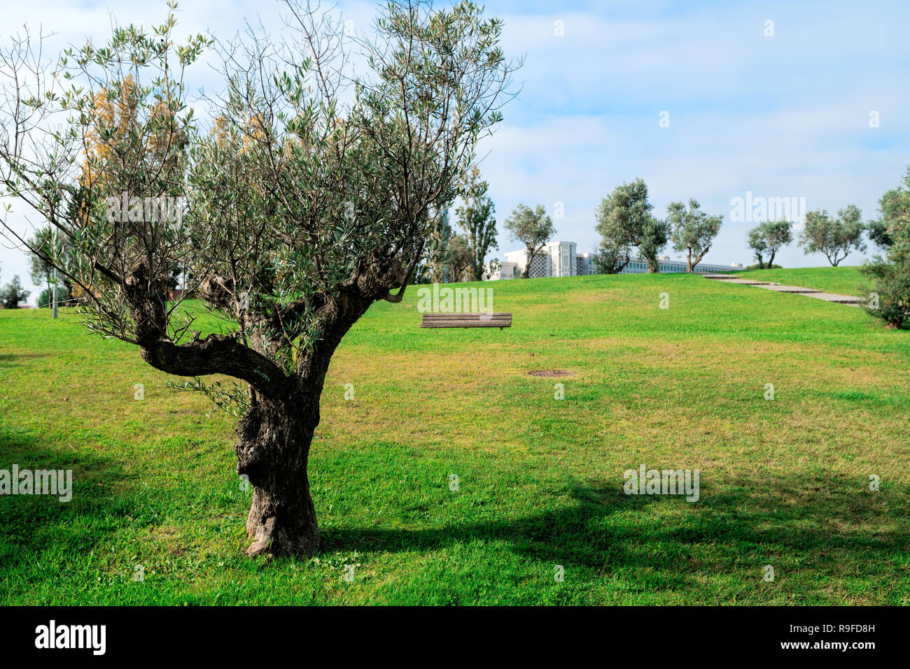 Olive tree in the park . Lisbon , Portugal Stock Photo - Alamy