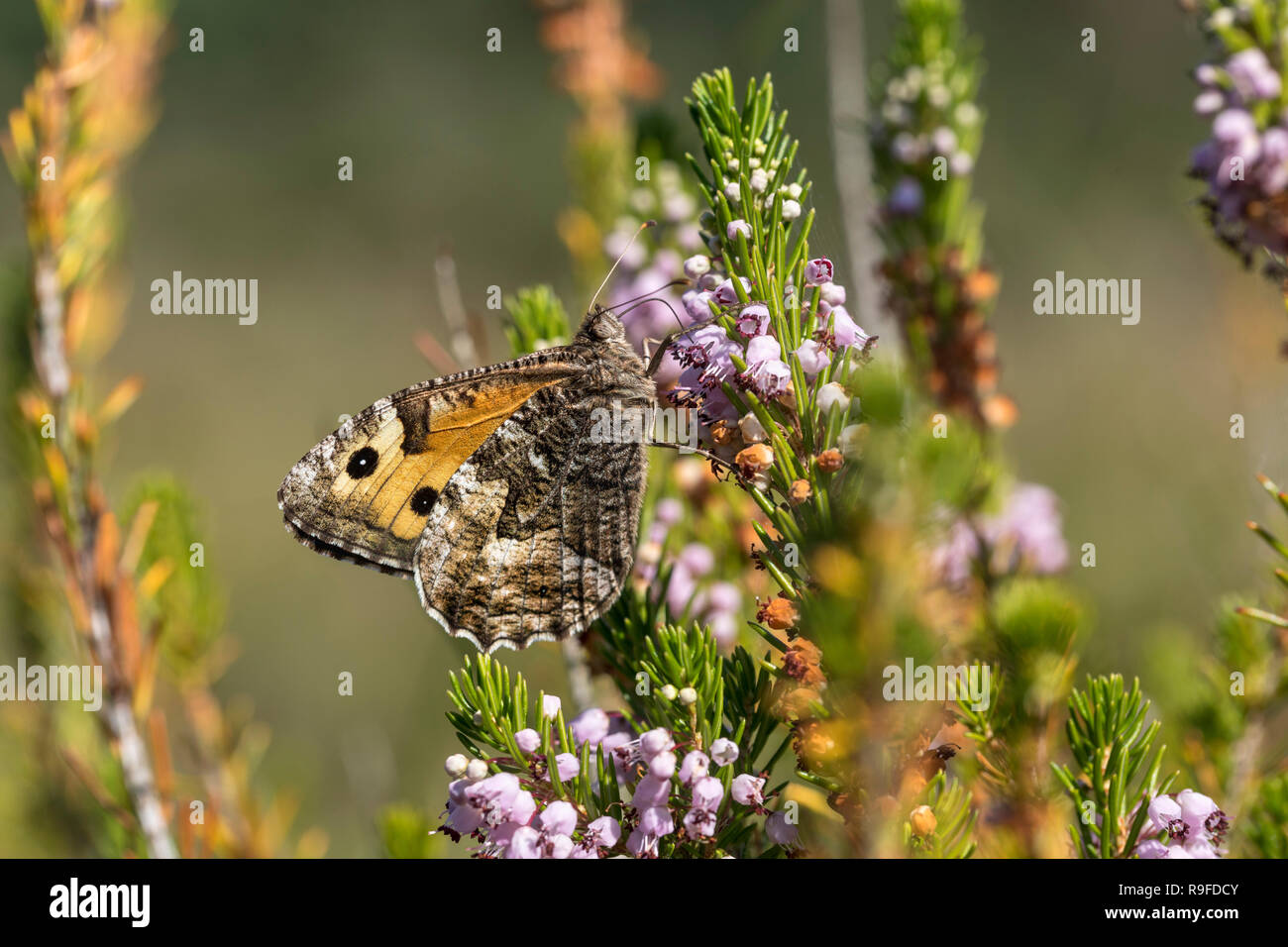 Grayling butterfly uk hi-res stock photography and images - Alamy