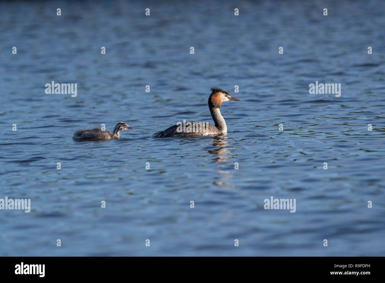 Great Crested Grebe; Podiceps cristatus Two; Adult and Young Cornwall ...