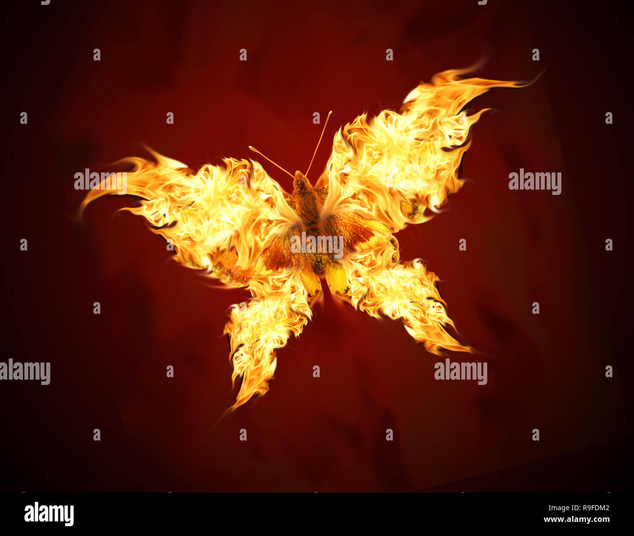 Flying butterfly with fiery wings Stock Photo - Alamy
