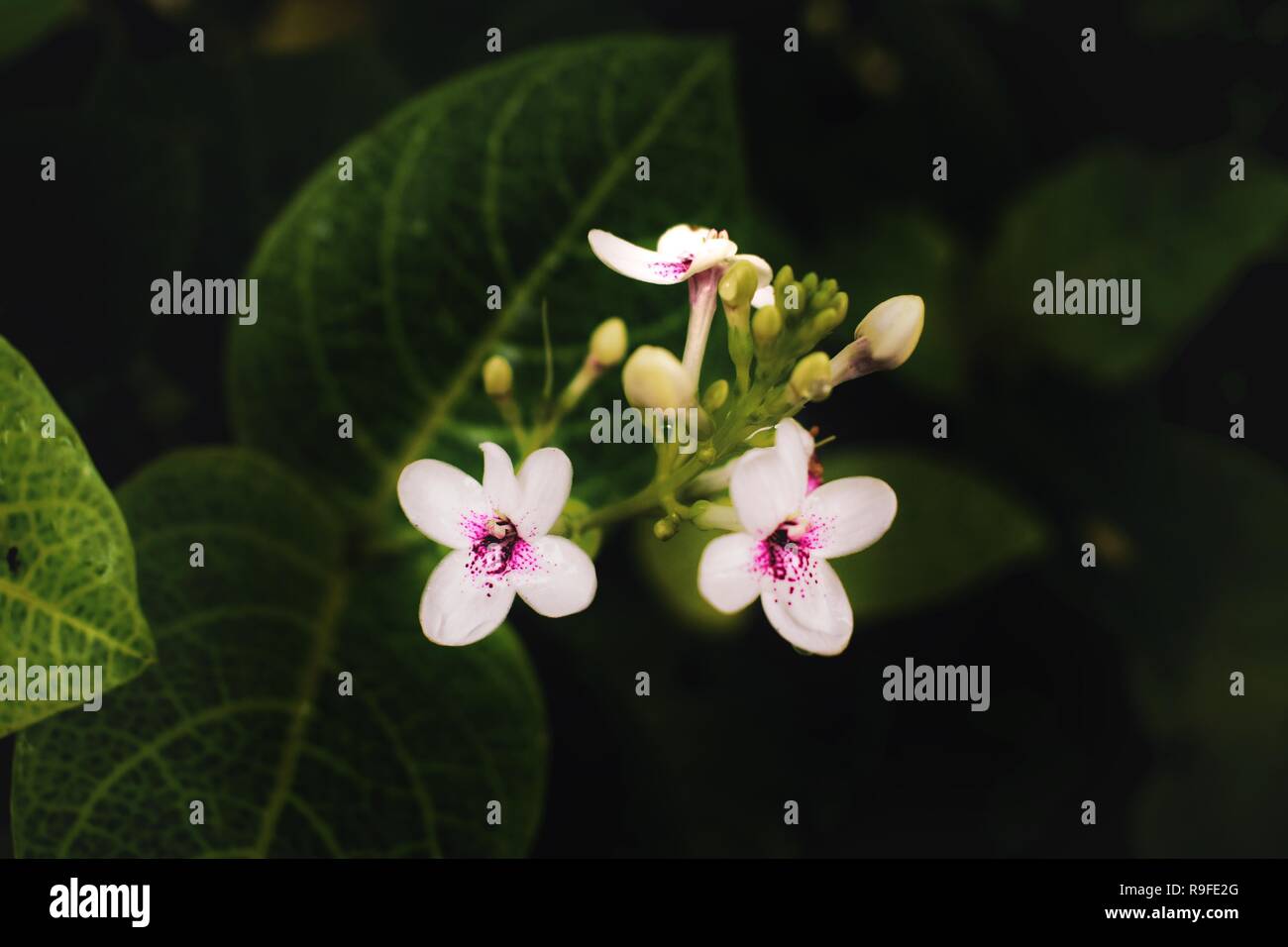 Random house hi-res stock photography and images - Alamy