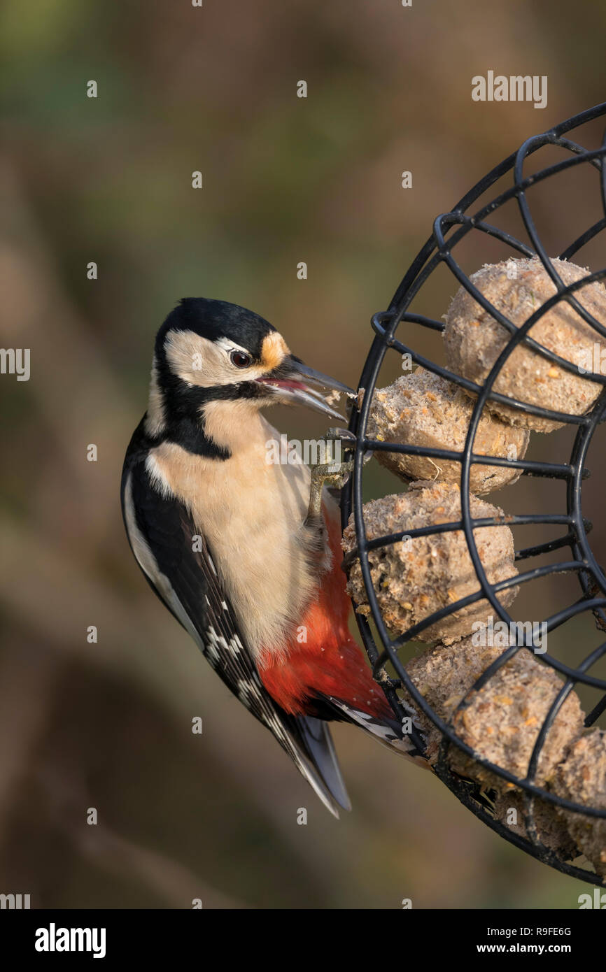Fat bird eating hi-res stock photography and images - Alamy